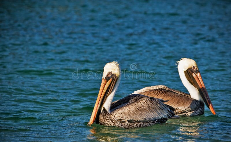 Two pelicans in the water stock image. Image of avian - 8164363