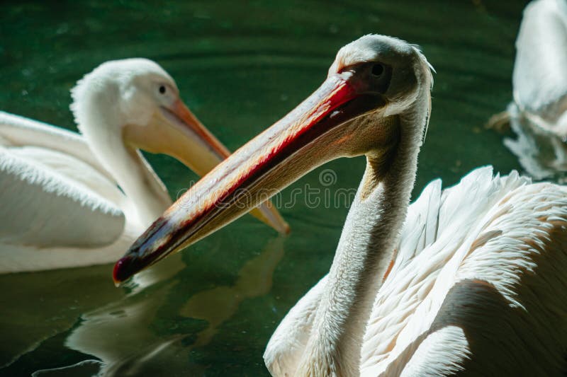Two Pelicans on Water with Prominent Beak and Feather Texture Stock ...