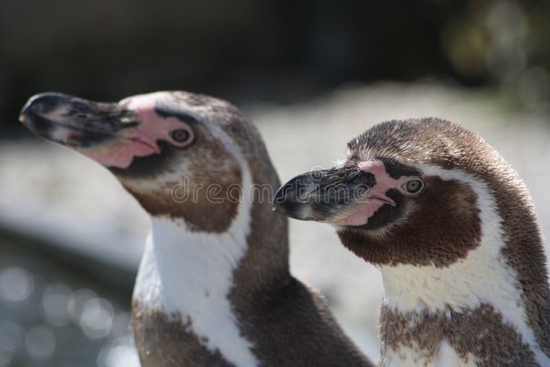 Two penguins stock photo. Image of frigate, pole, chick - 15310840
