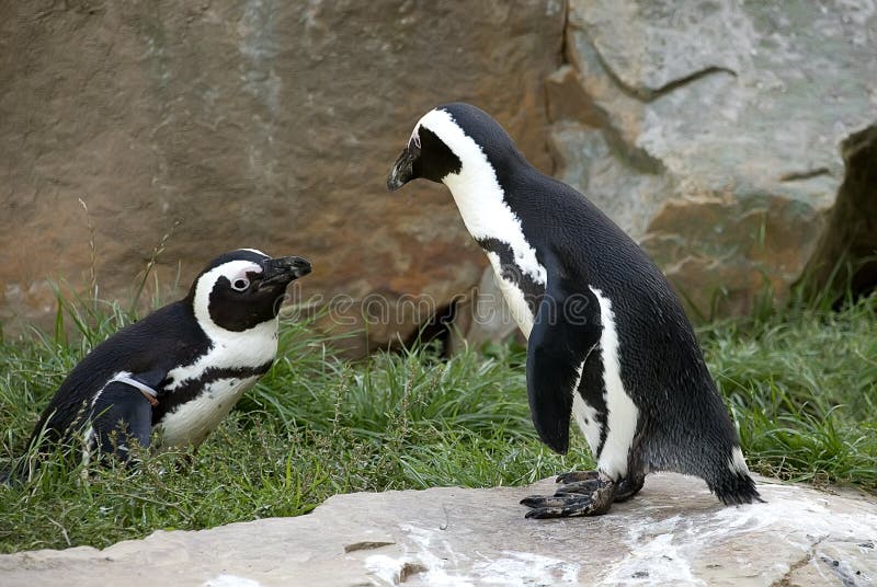 Two penguins stock photo. Image of grass, communication - 16115908