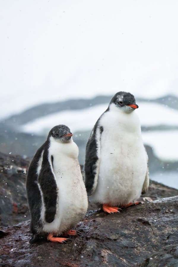 Two penguins stock photo. Image of cold, colony, father - 17356724