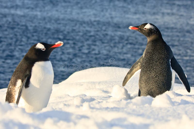 Two penguins stock image. Image of bird, nature, change - 17356843
