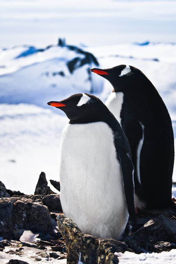 Two penguins stock image. Image of climate, life, bird - 17976887