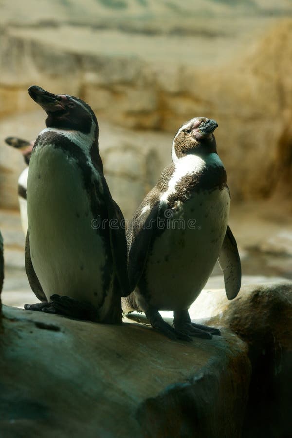 Two penguins stock image. Image of portrait, cold, animal - 19729477
