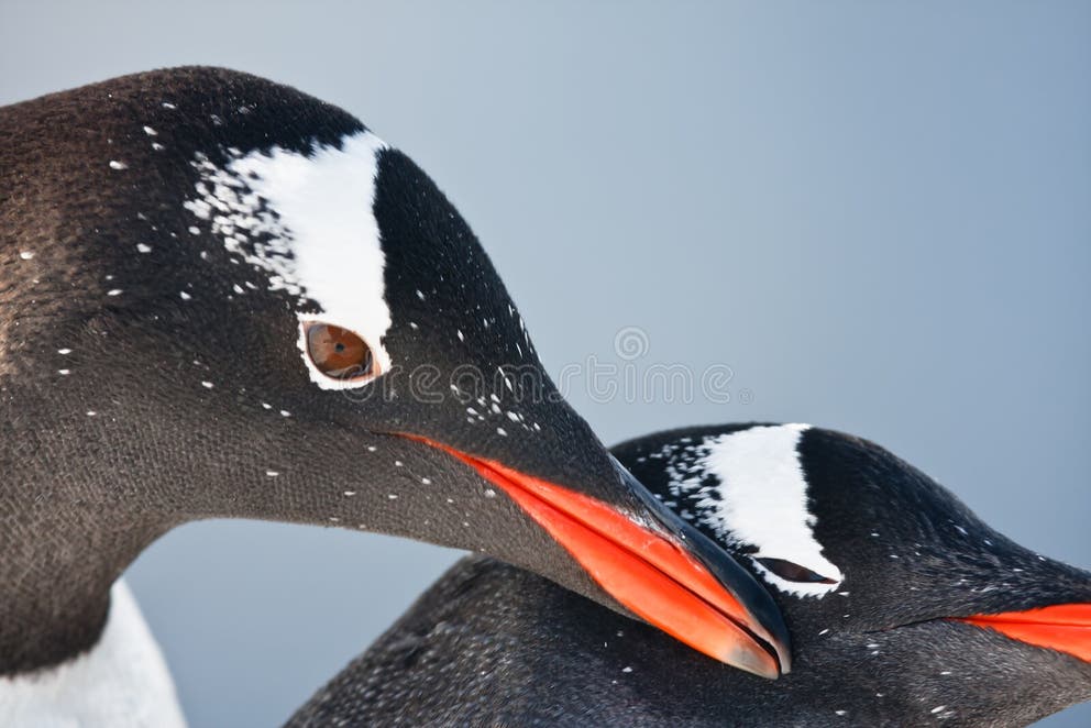 Two penguins stock image. Image of black, head, care - 22977547