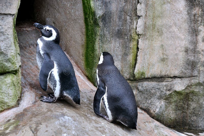 Two penguins stock photo. Image of bird, home, pair, white - 23332738