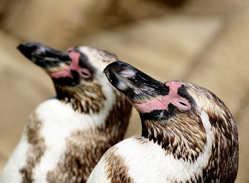 Two penguins stock image. Image of wild, penguins, feathers - 2674713