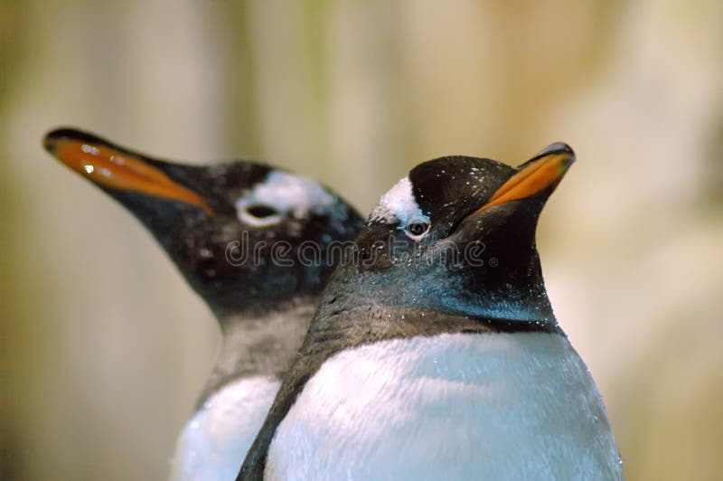 Two penguins back to back stock photo. Image of change - 2004332