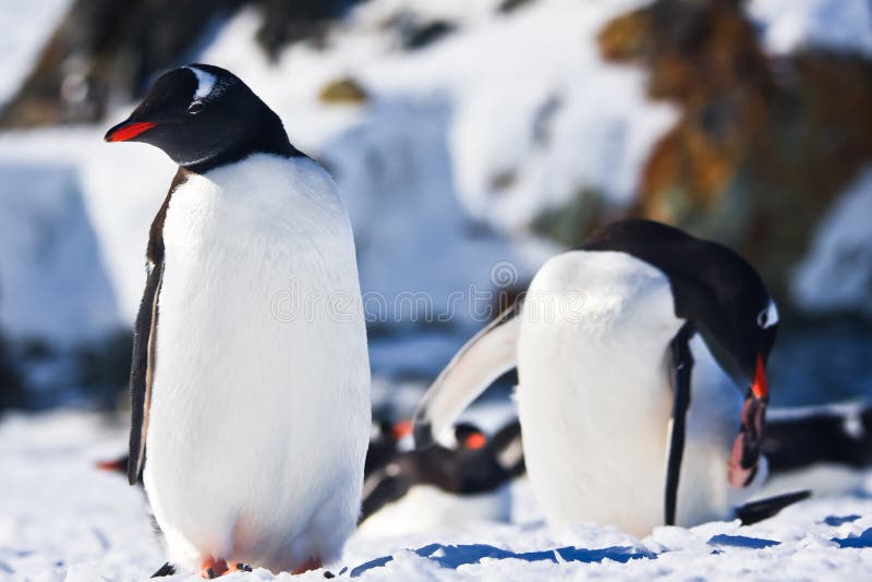 Two penguins stock photo. Image of rock, purity, cold - 49505302