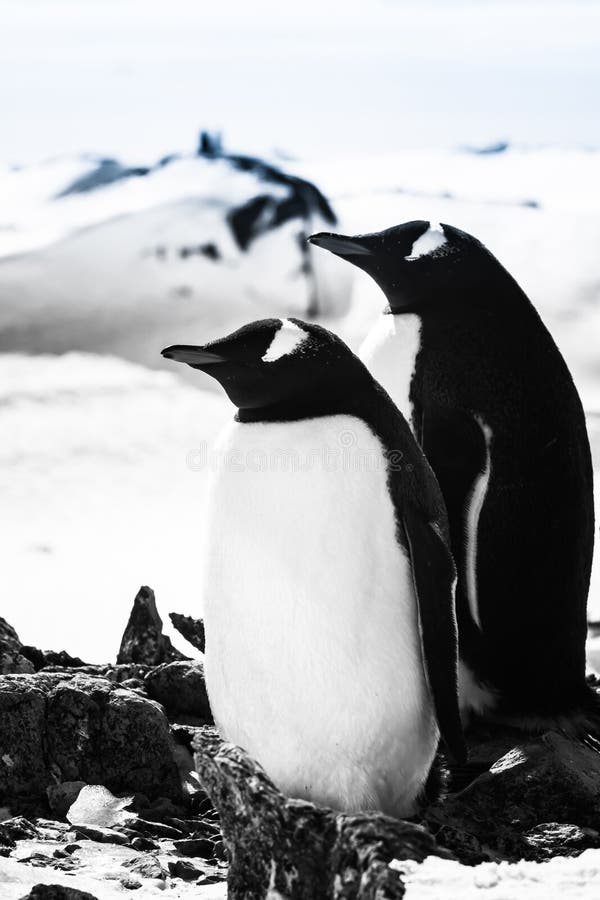 Two penguins stock photo. Image of pair, purity, close - 48920236