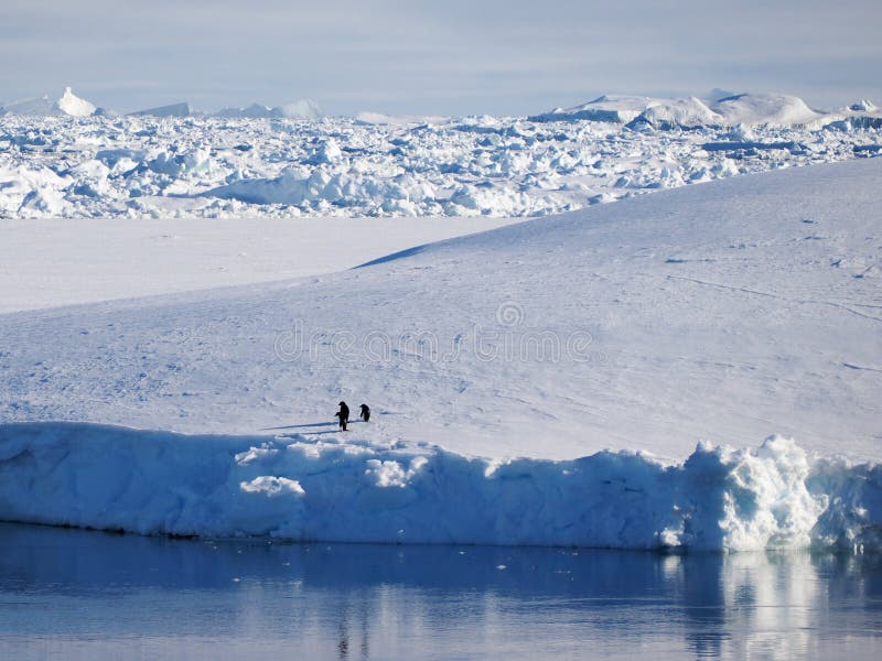 Two Penguins on Floating Ice Sheet Stock Image - Image of penguins ...