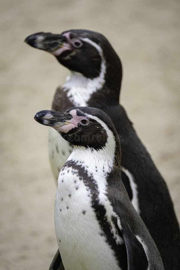 Two Penguins Looking on at Life Stock Photo - Image of south, humboldt ...