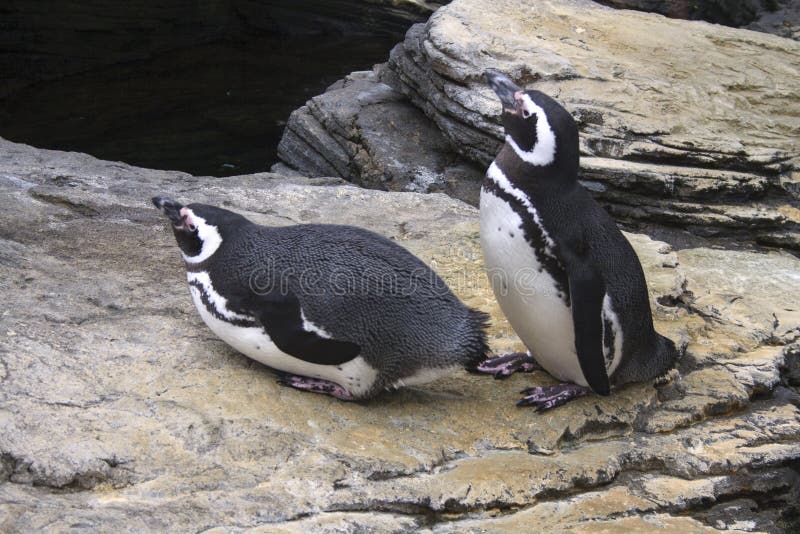 Two penguins stock photo. Image of gentoo, arguing, nature - 50259454