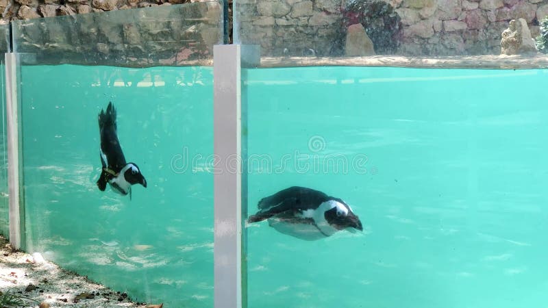 Two Penguins Swimming in the Zoo Pool Stock Footage - Video of footage ...