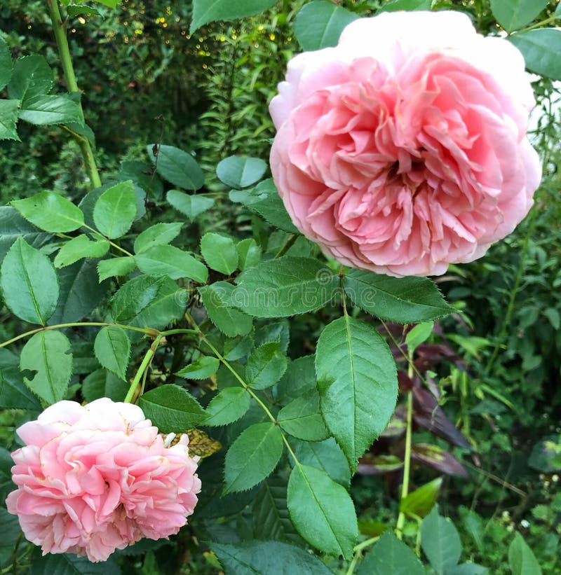 Fun Two Peony Rose Flowers with Green Leads Stock Photo - Image of ...