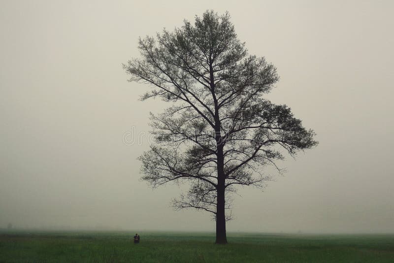 Two People on a Background of a Tree in the Fog Stock Photo - Image of ...