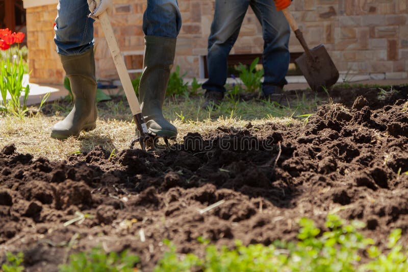 Two People are Digging Earthen Plot in Front of House Stock Photo ...