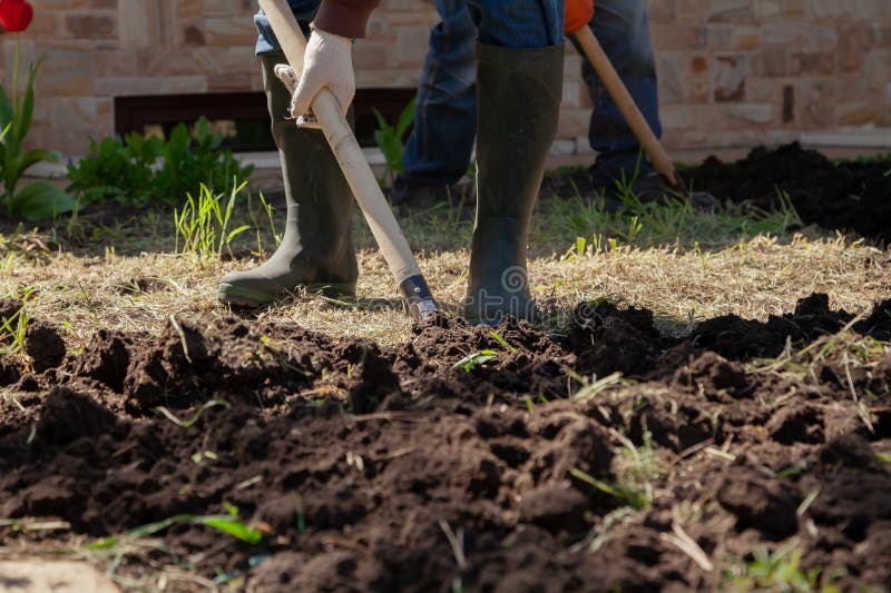 Two People are Digging Earthen Plot in Front of House Stock Photo ...