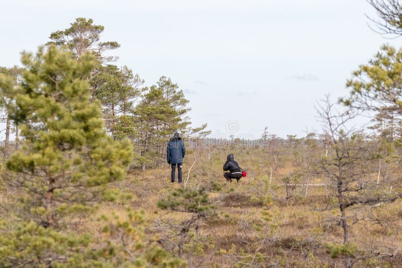 .two People in a Swamp among Pine Trees Stock Image - Image of nature ...