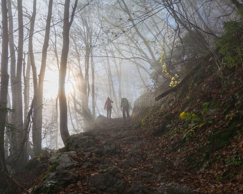 People Walking in a Quiet Forest of High Trees in Autumn on a Sunny Day ...