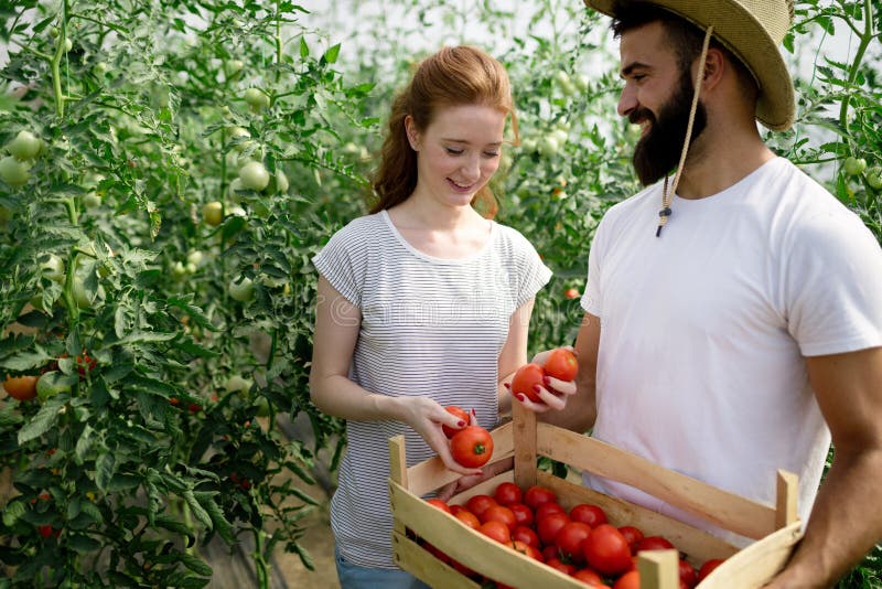Two People Working in a Greenhouse. Stock Photo - Image of horticulture ...