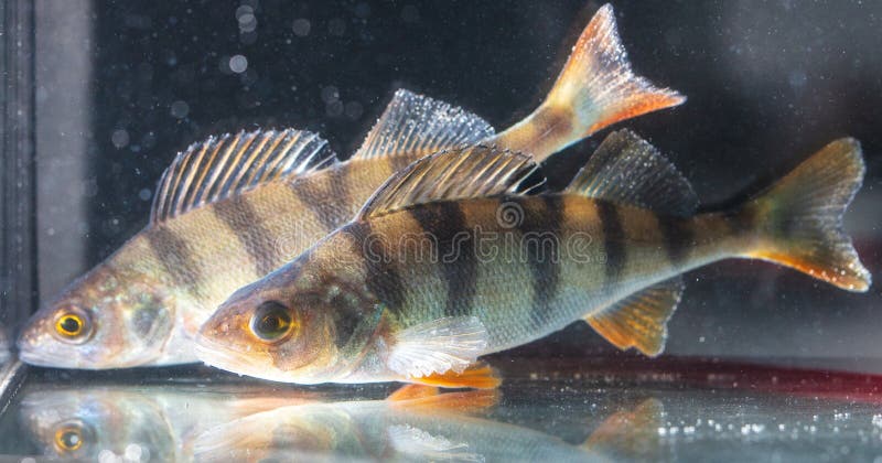 Two Perch Swim in the Aquarium Stock Photo - Image of underwater, perch ...