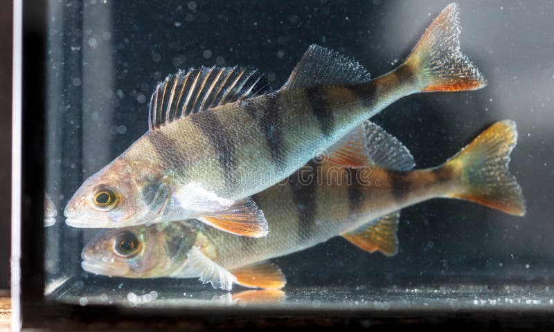 Two Perch Swim in the Aquarium Stock Image - Image of environment ...