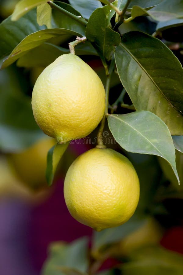 Two perfect lemons stock image. Image of background, tree - 24592625