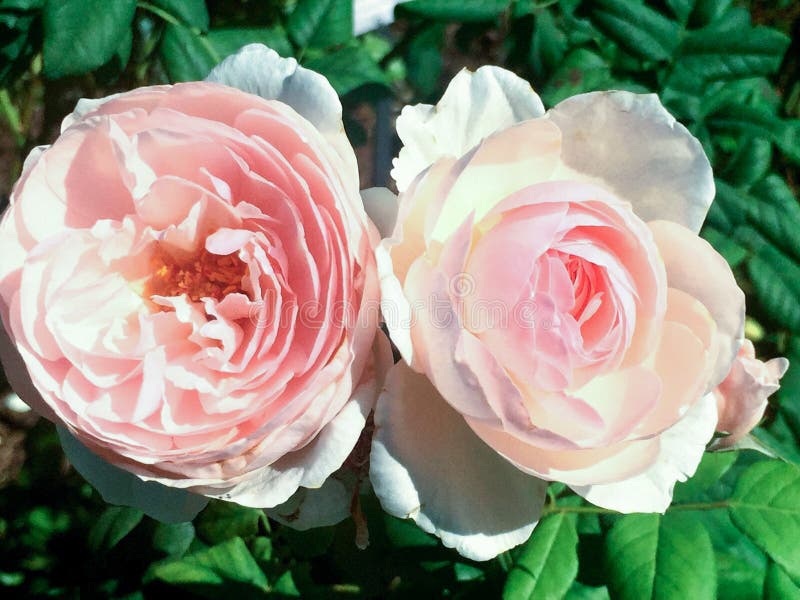 Two Perfect Pink Roses on a Bush Stock Image - Image of leaf, closeup ...