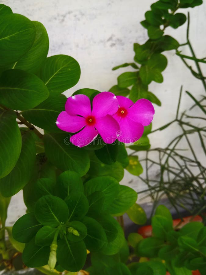 Two Periwinkle Flowers a Pair of Periwinkle Stock Photo - Image of rose ...