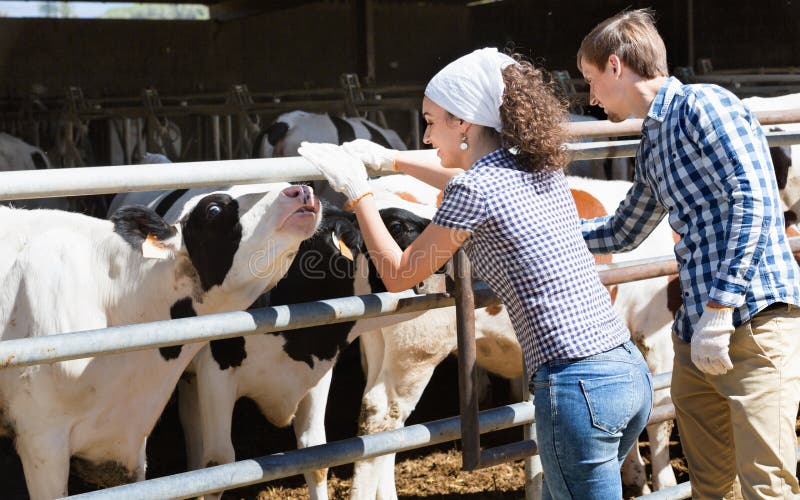 Two Persons Clapping Cows In Hangar And Smiling Stock Photo - Image of ...