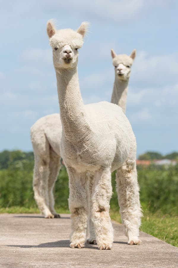 Peruvian alpacas stock image. Image of america, holiday - 1574903
