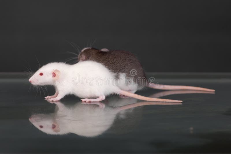 Rats on a glass table stock image. Image of studio, pets - 254896813