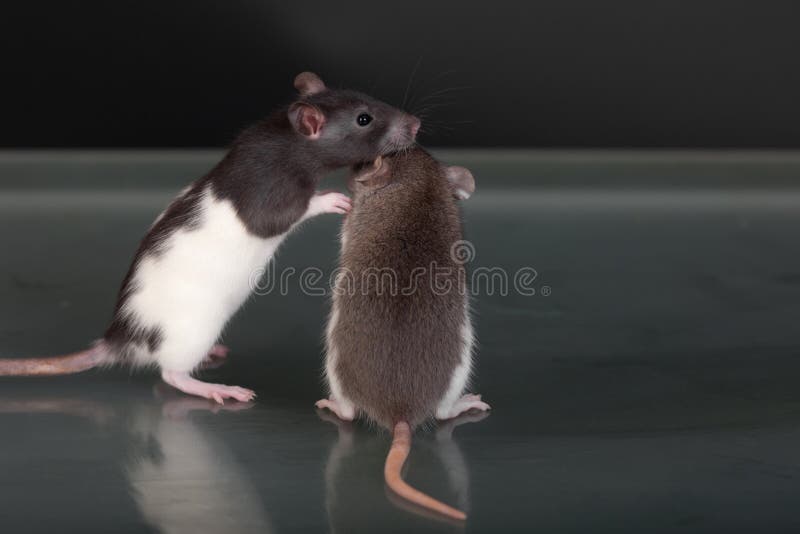 Rats on a glass table stock image. Image of studio, pets - 254896813