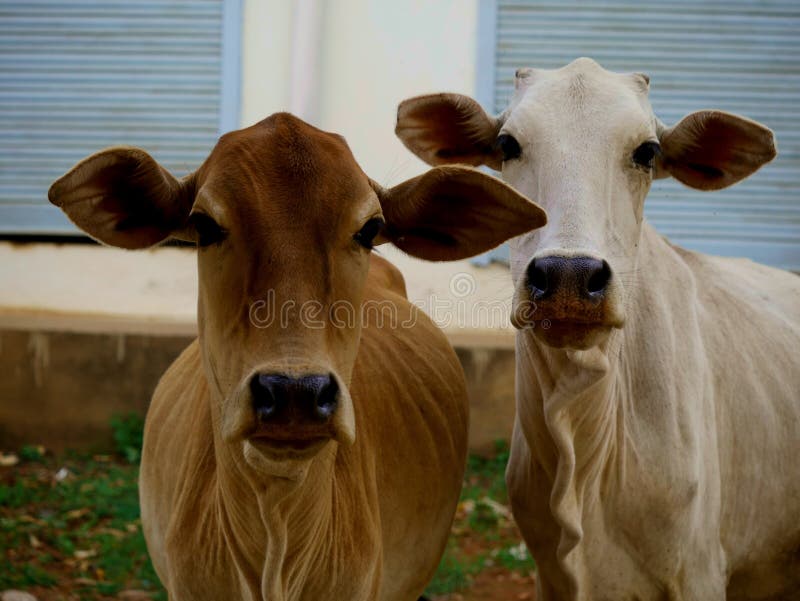 Two Cow Standing Together with Friendly Presentation Stock Image ...