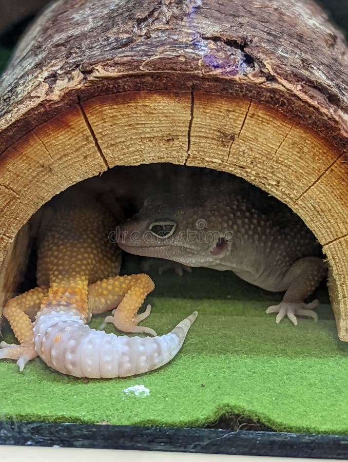 Two Pet Geckos Under Hide in Enclosure Stock Image - Image of crocodile ...