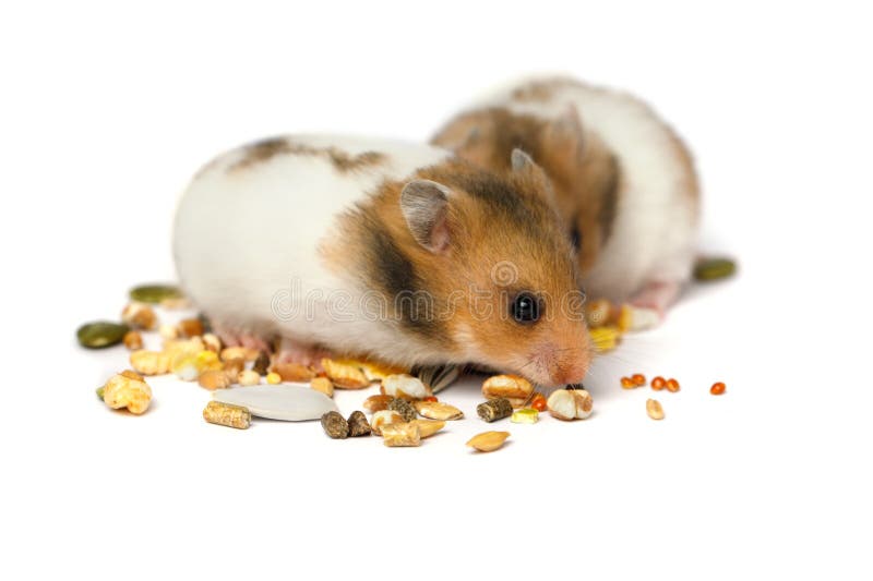 Two Pet Hamster Seeds Isolated White Background Stock Photos - Free ...