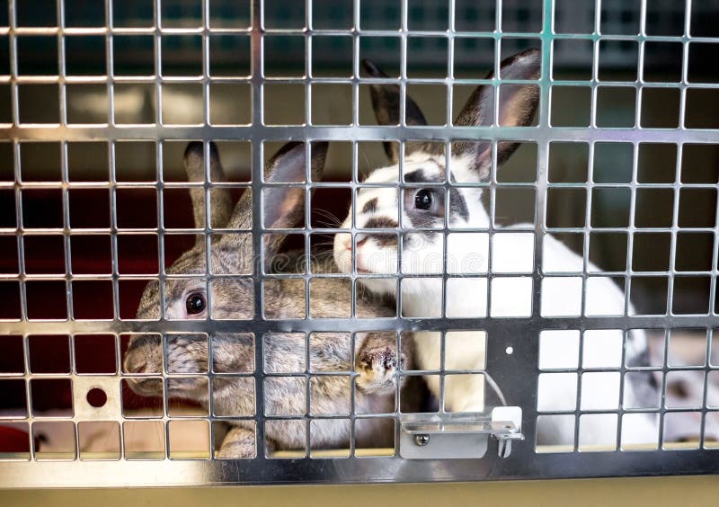 Two pet rabbits in a cage stock image. Image of barrier - 342840343