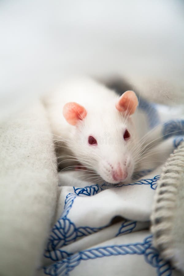 Two pet rats stock photo. Image of blanket, wire, hair - 67210622