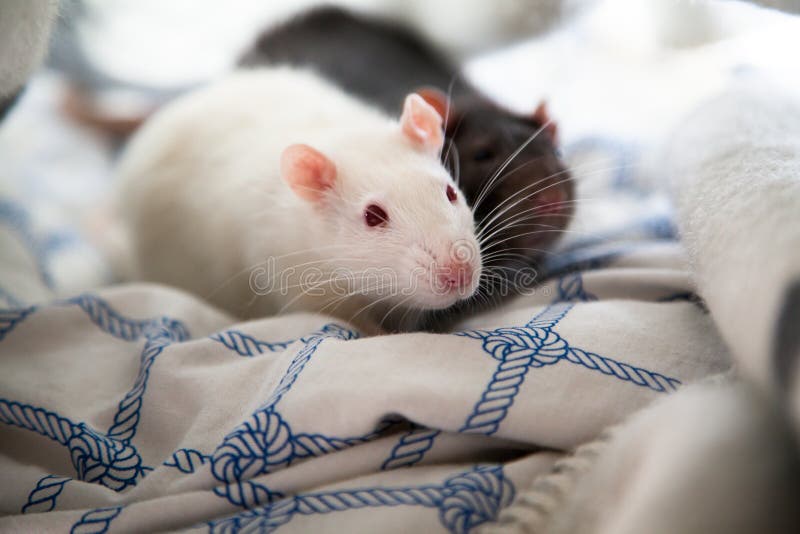 Cage with two rats stock photo. Image of cage, domestic - 13048966