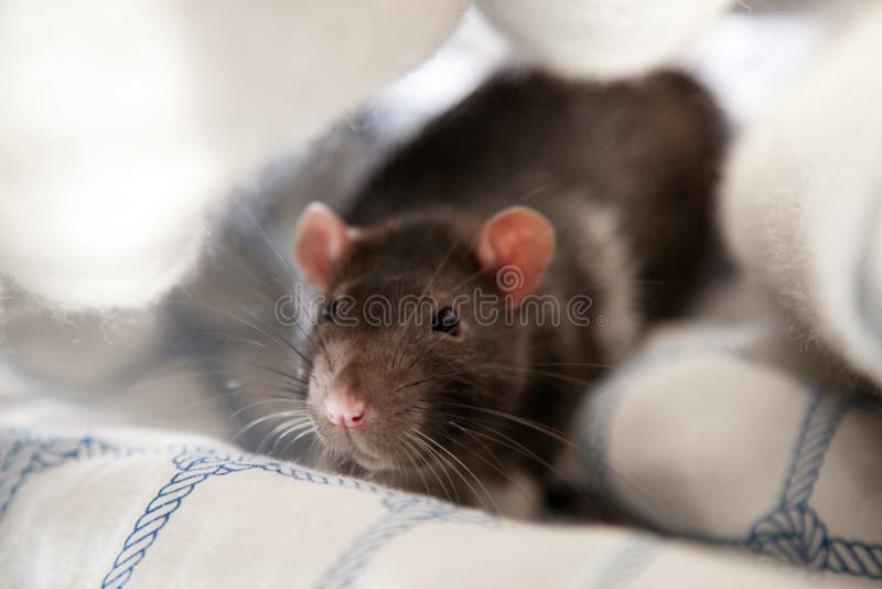 Two pet rats stock photo. Image of cage, background, pillow - 67482464