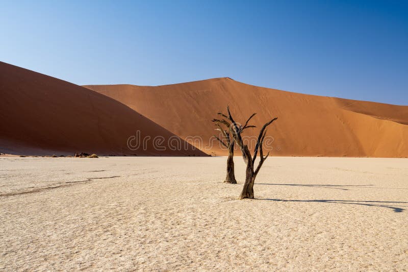 Two Petrified Trees in Front of a Giant, Orange Sand Dune Stock Photo ...