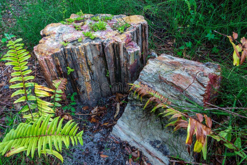 Two Petrified Wood Tree Stumps in Forest, Fossilized Tree Stock Photo ...