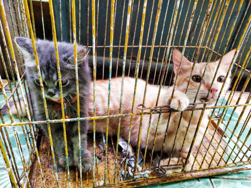 Two Pets Cat Shot from High Angle View Stock Image - Image of angle ...