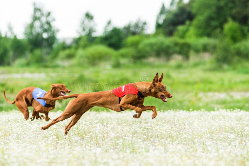 Two Pharaoh Hounds Lure Coursing Competition Stock Image - Image of ...