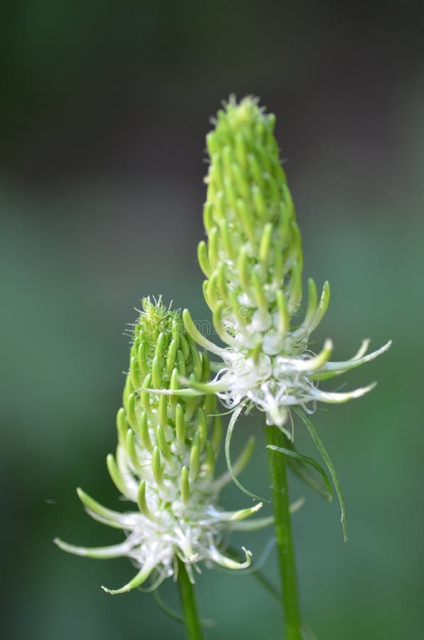 Two Phyteuma Spicatum Standing Together Stock Photo - Image of phyteuma ...