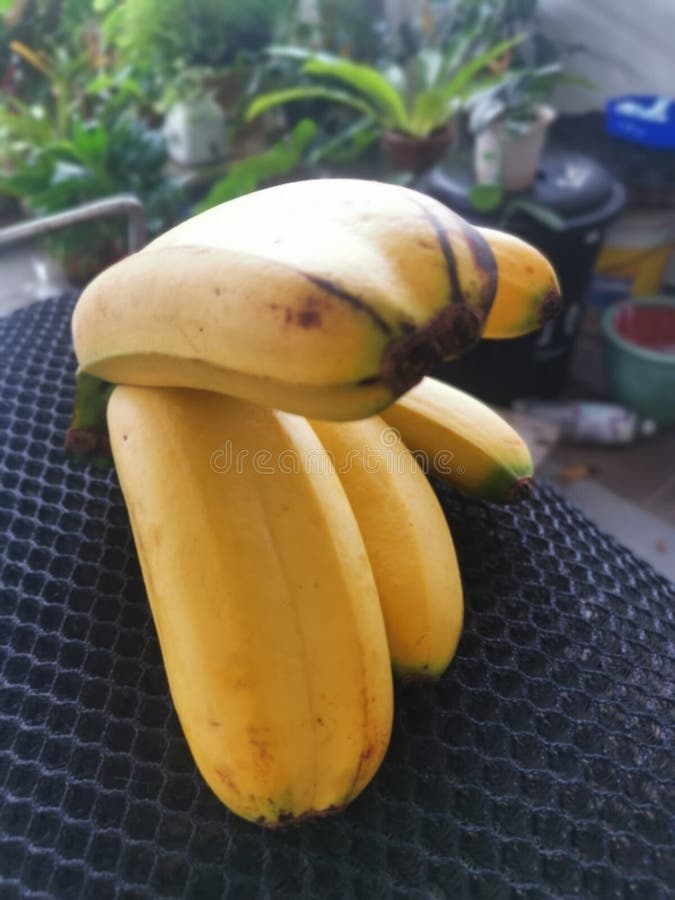 Two Piece of Cavendish Banana in a Single Finger. Stock Image - Image ...