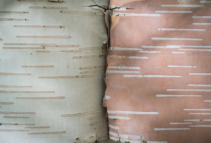 White and Pink Birch Bark stock image. Image of layer - 101401059