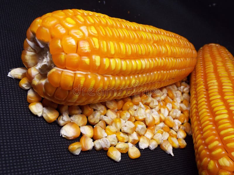 Two Pieces of Corn and Their Scattered Grains Stock Photo - Image of ...