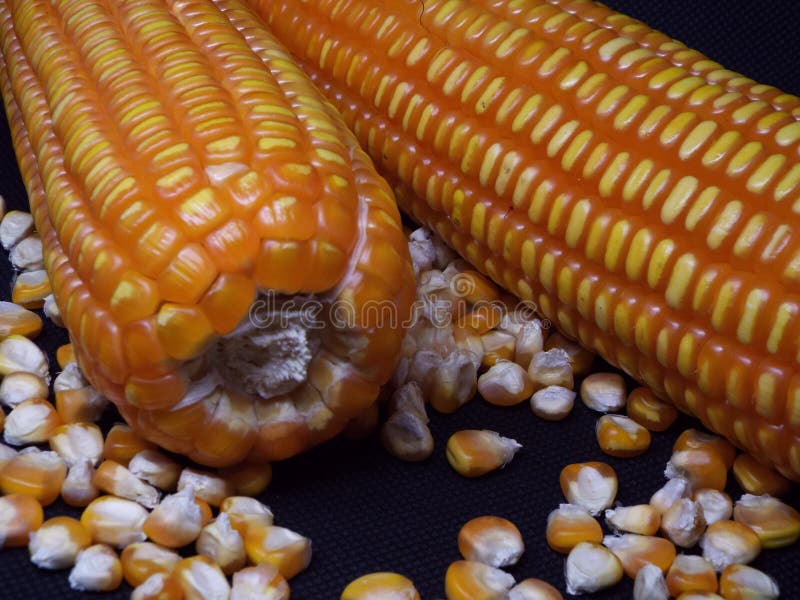 Two Pieces of Corn and Their Scattered Grains Stock Image - Image of ...
